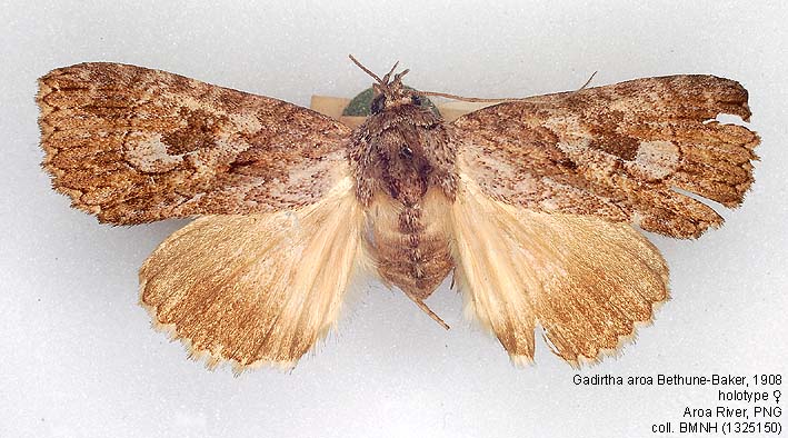 Papua Insects Foundation (Lepidoptera/Nolidae/Eligminae)